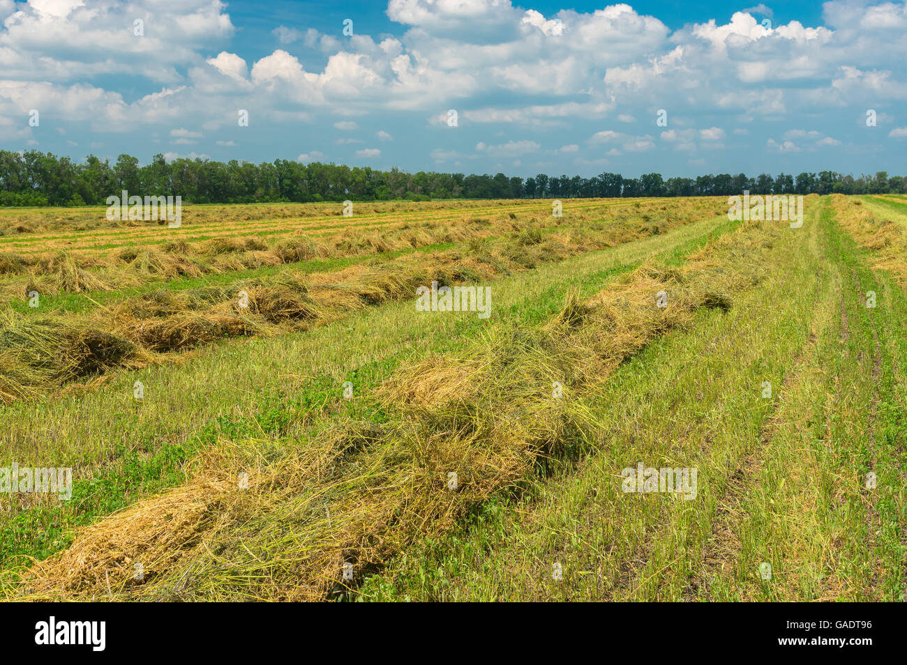 Summer landscape with rows of mowed hay getting drying on the ground in ...