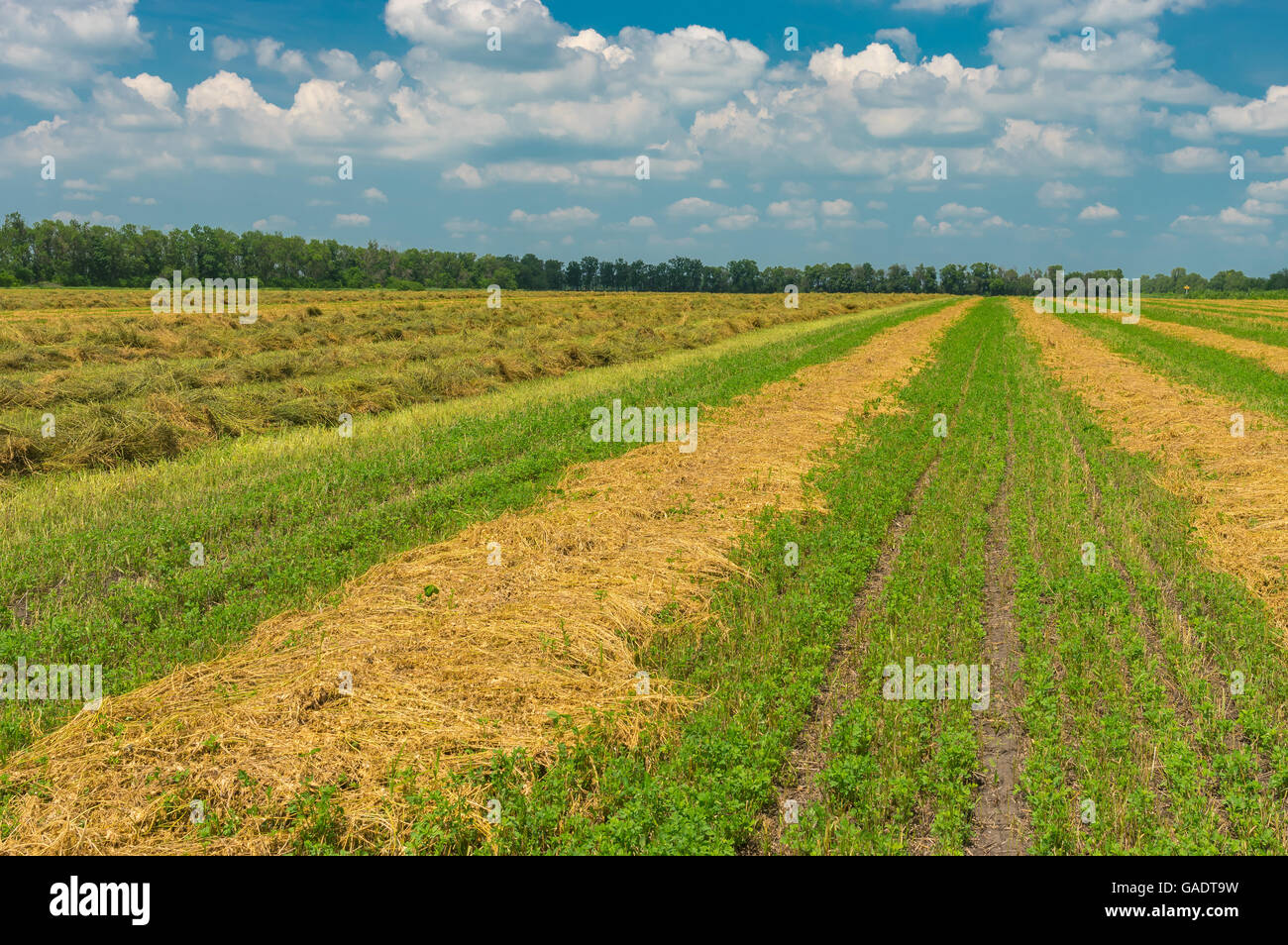 Summer landscape with rows of mowed hay in Ukraine Stock Photo - Alamy
