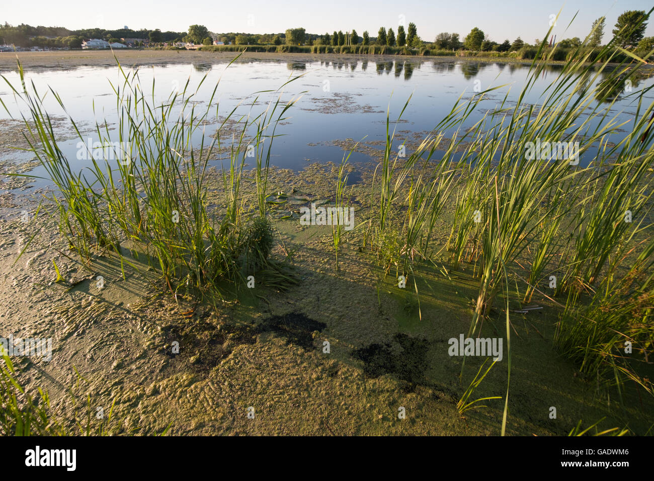 Algae bloom hi-res stock photography and images - Alamy