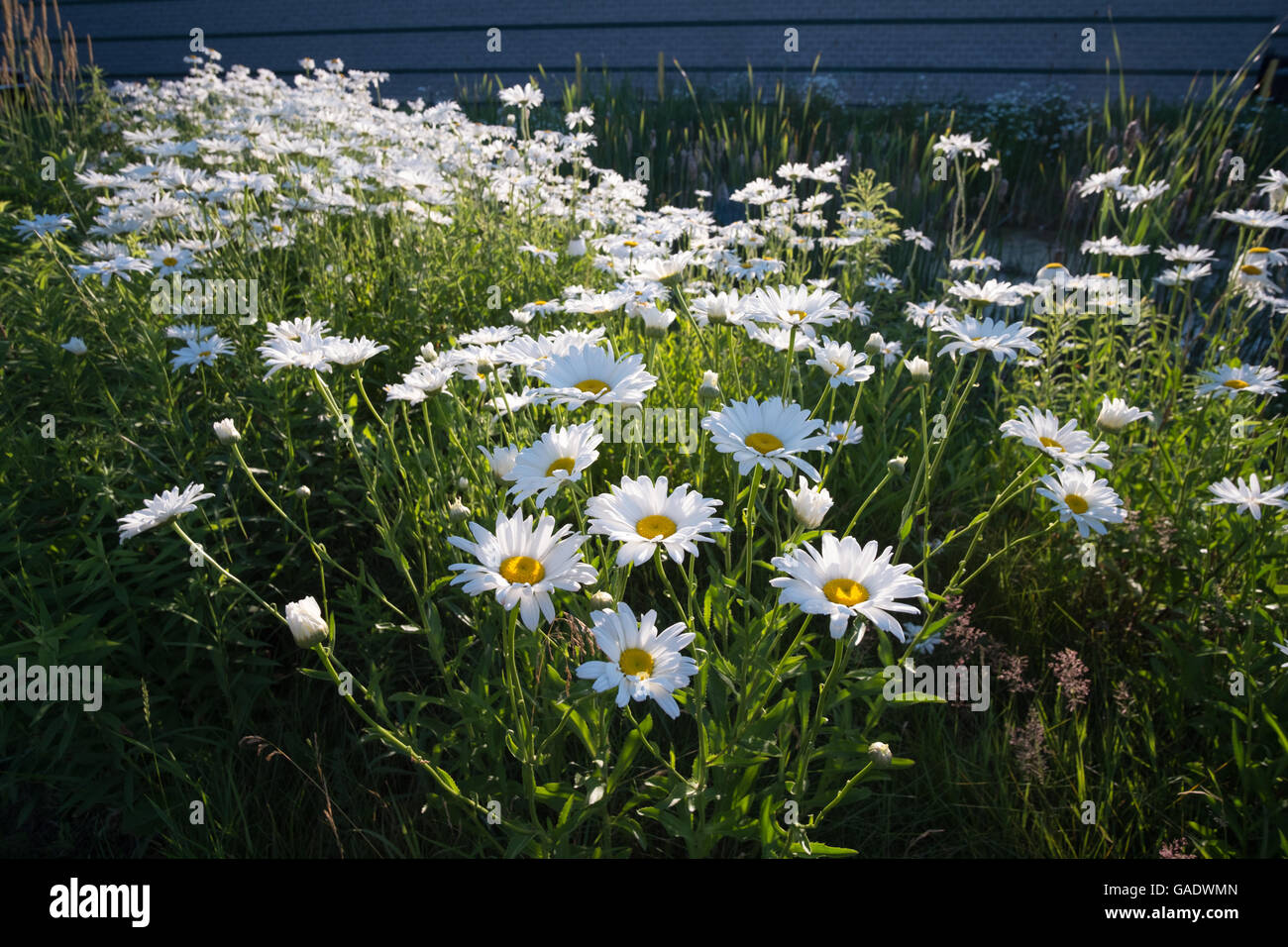 Pond blossoms hi-res stock photography and images - Alamy