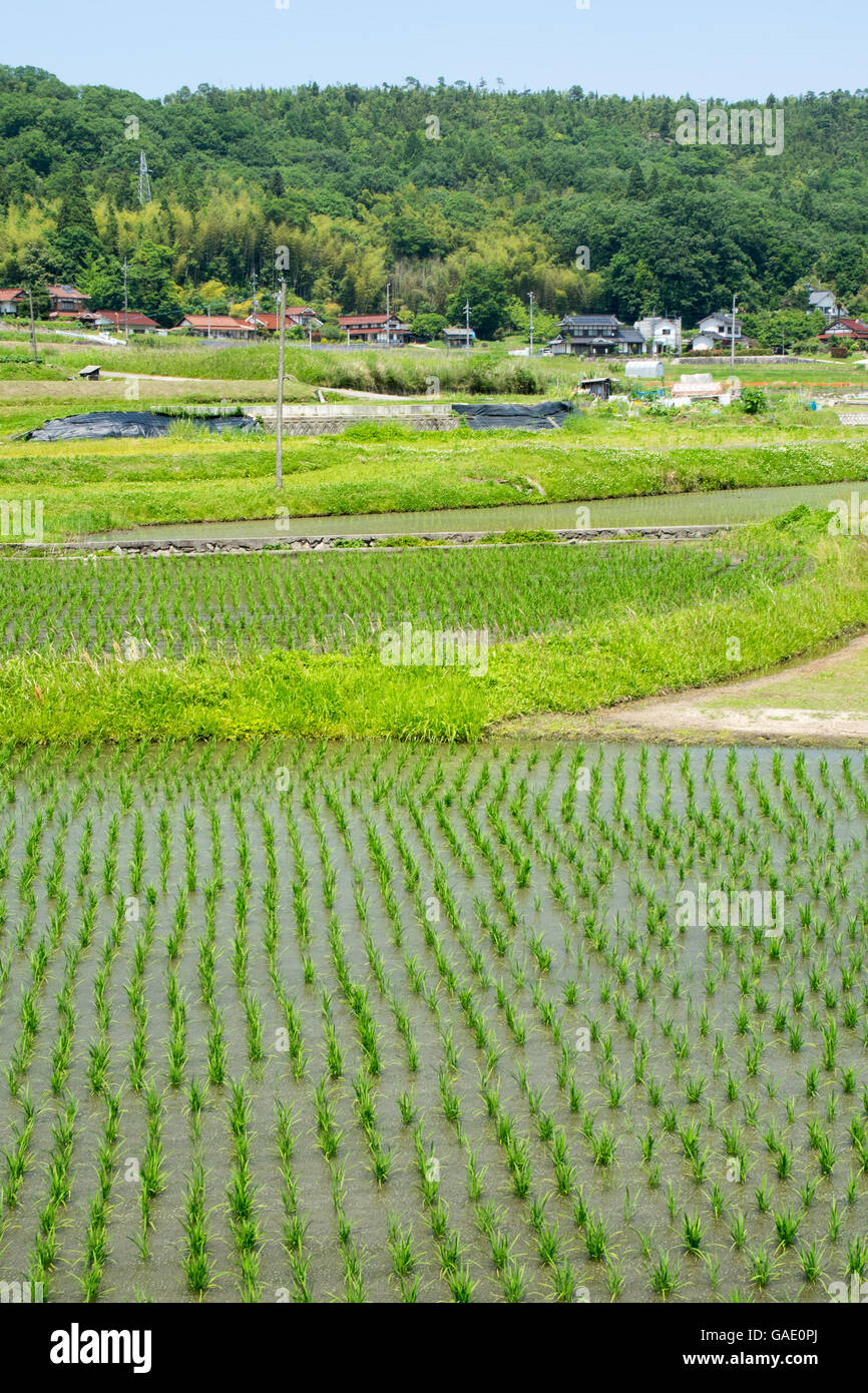 Rice field traditional japanese houses hi-res stock photography and ...