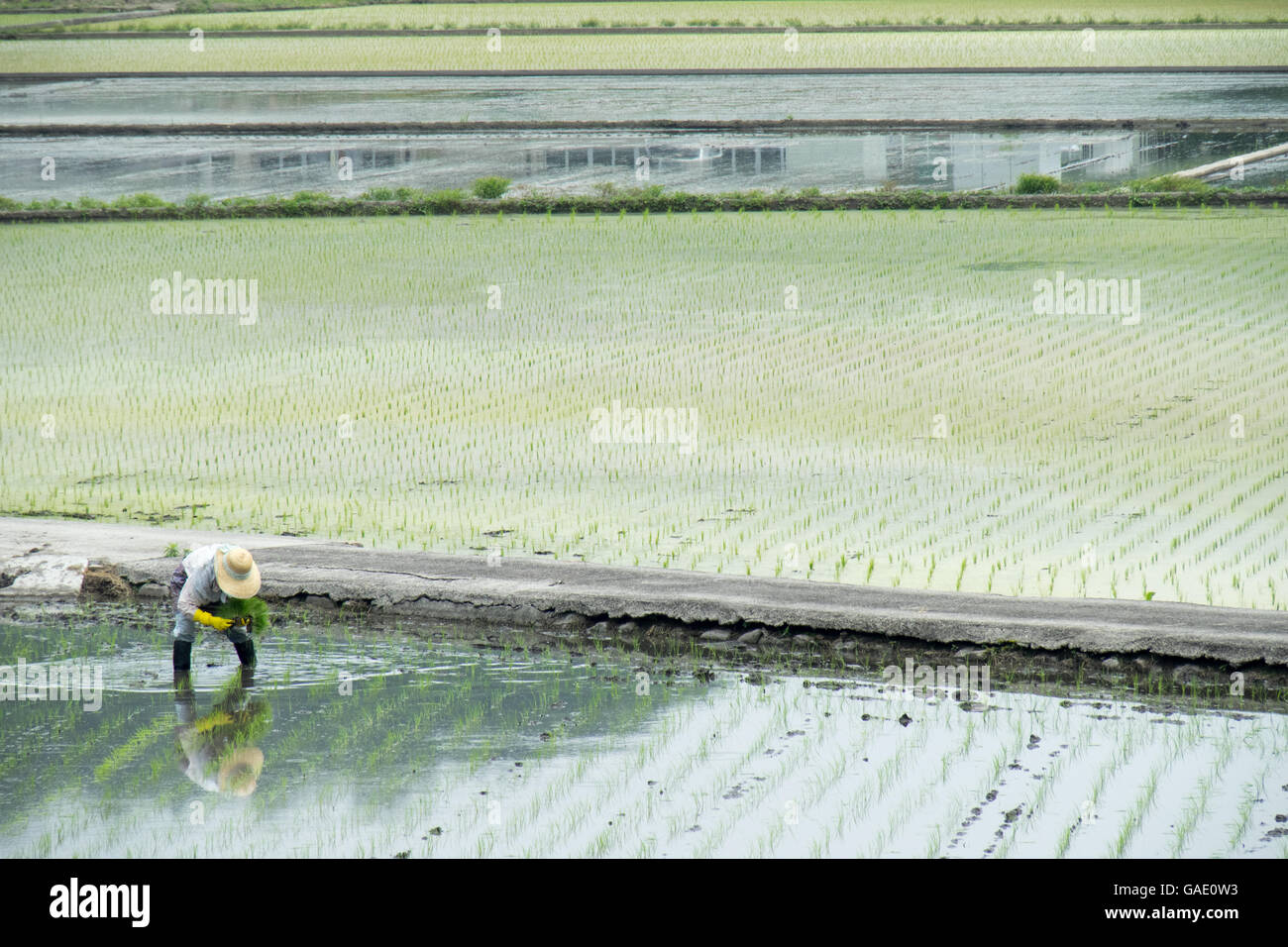 Japanese farmer rice paddy hi-res stock photography and images - Alamy