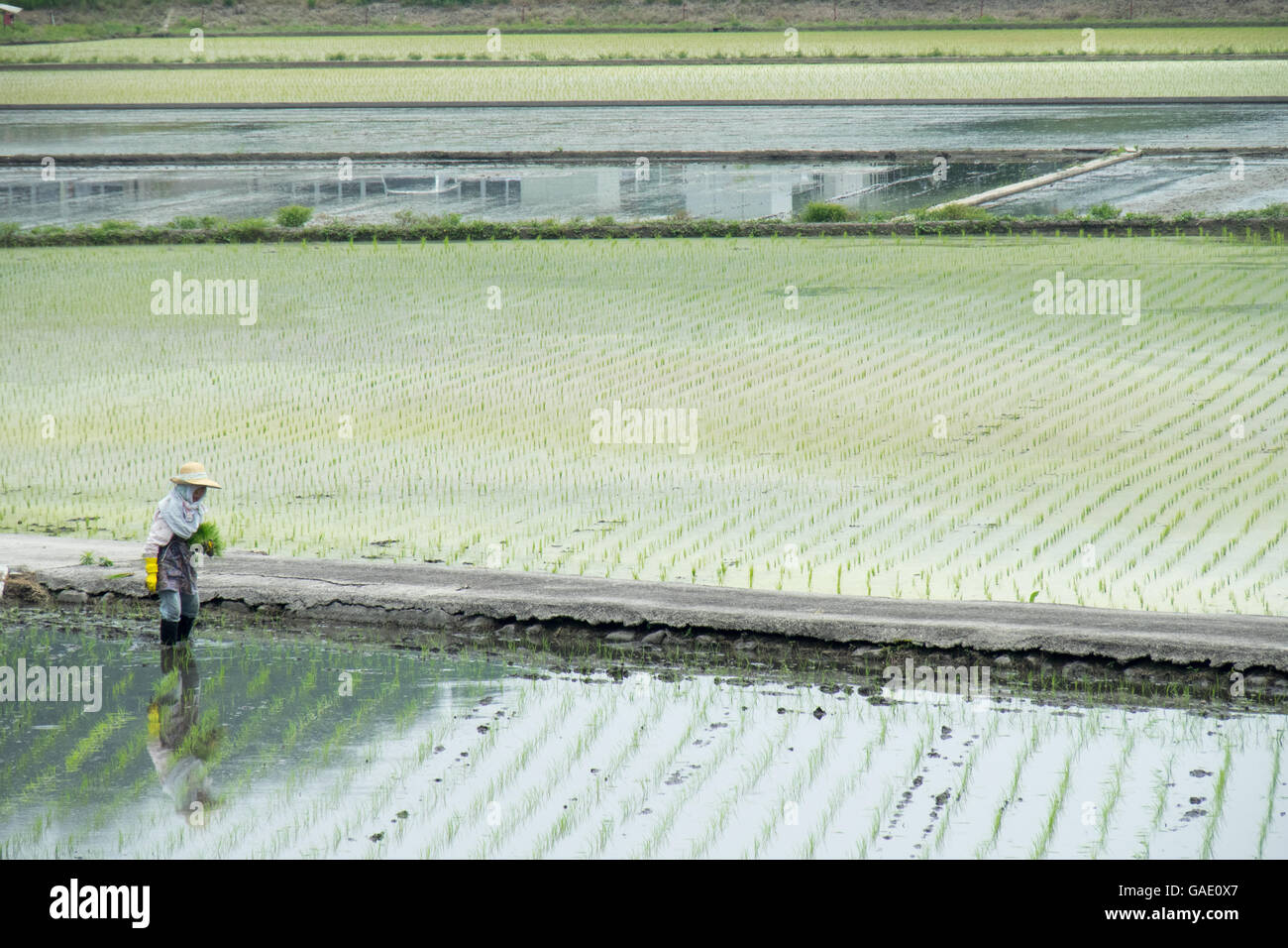 Japan rice planting hi-res stock photography and images - Alamy