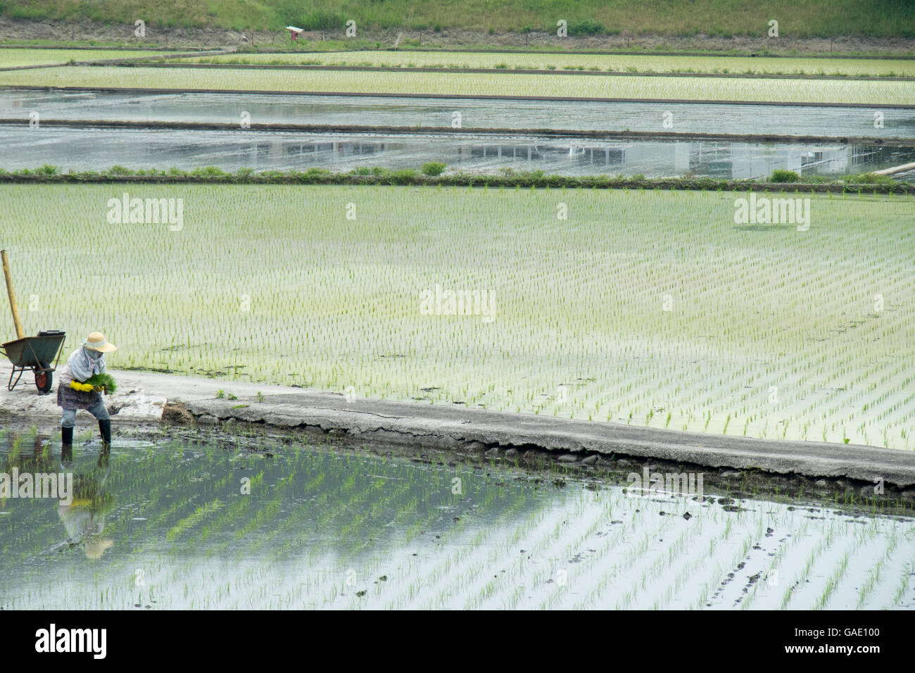 Japanese rice paddies Stock Photo - Alamy