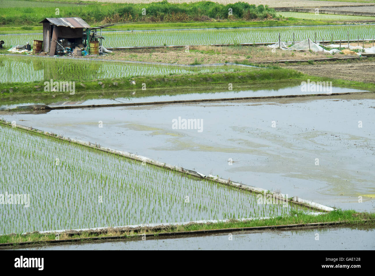 Japanese rice field hi-res stock photography and images - Alamy