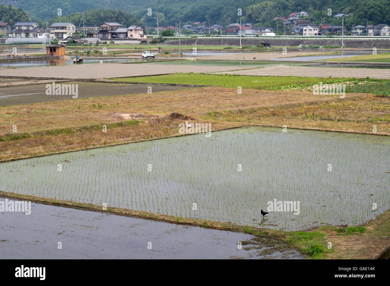 Japanese rice paddies Stock Photo - Alamy