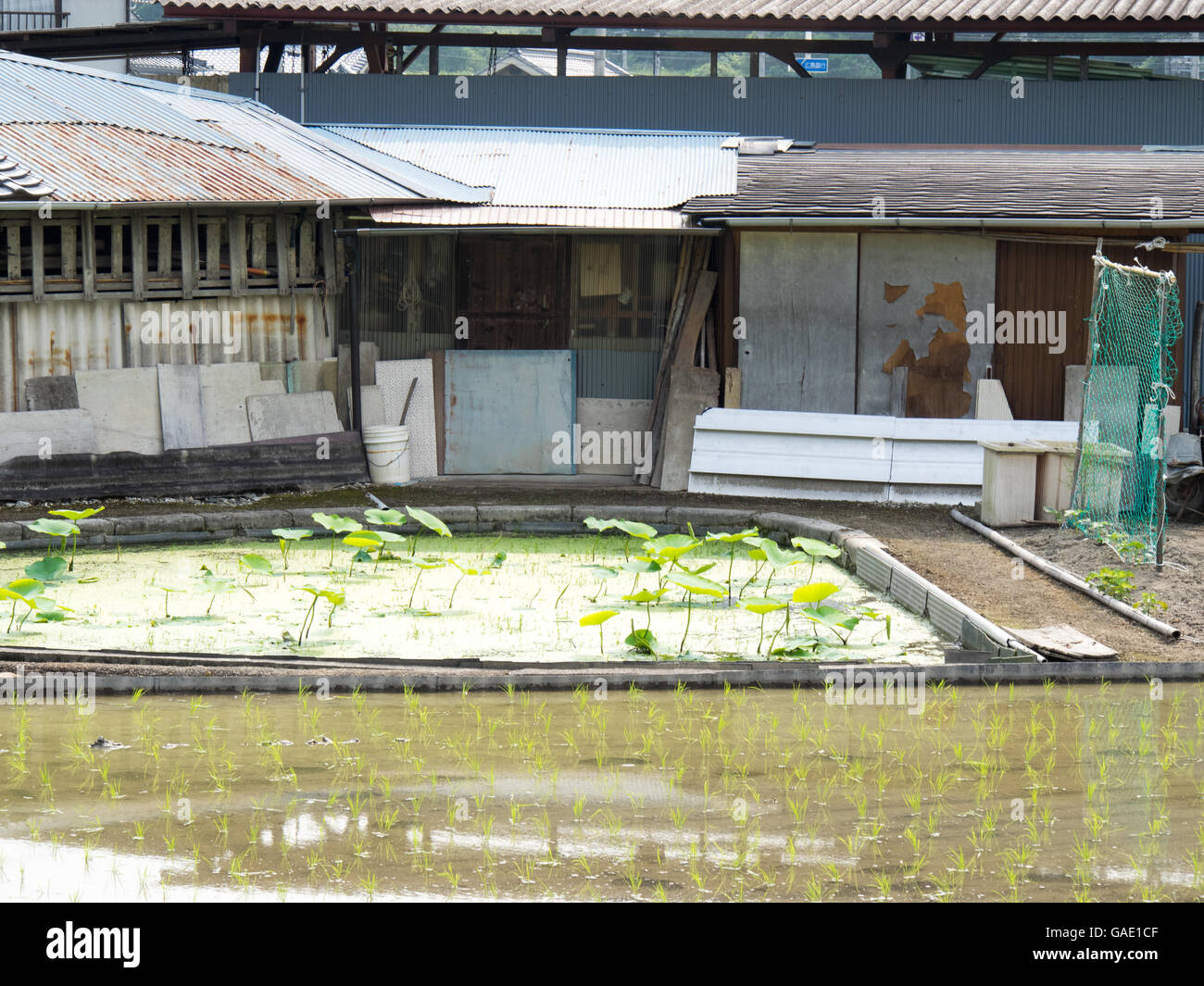 A rice paddy, lotus pond, and a traditional Japanese farm building ...