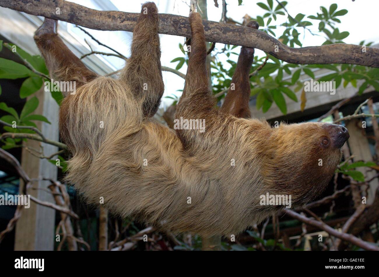 A Sloth at London Zoo's Clore Rainforest environment. Animals at the ...