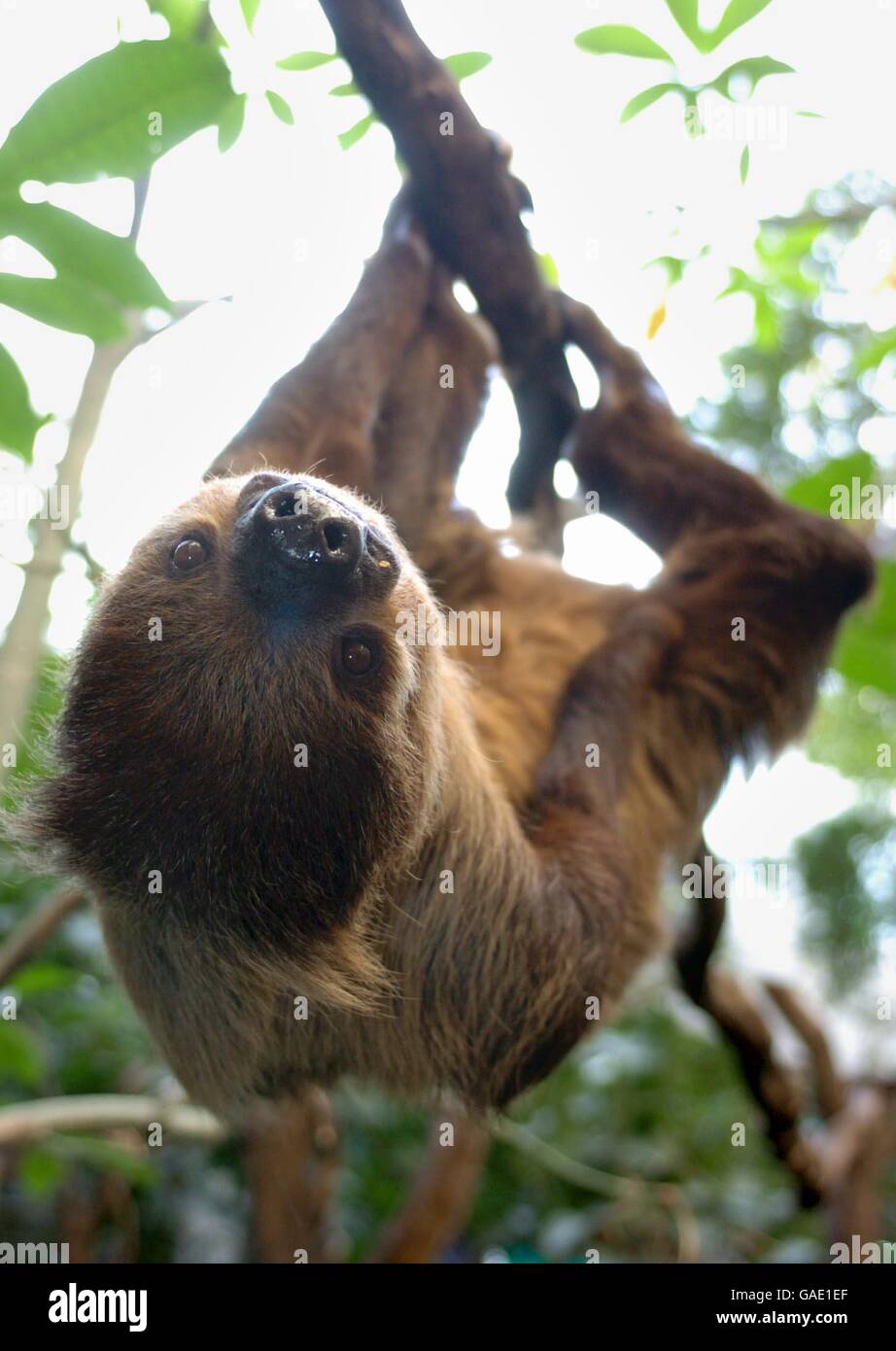 At london zoos clore rainforest hi-res stock photography and images - Alamy