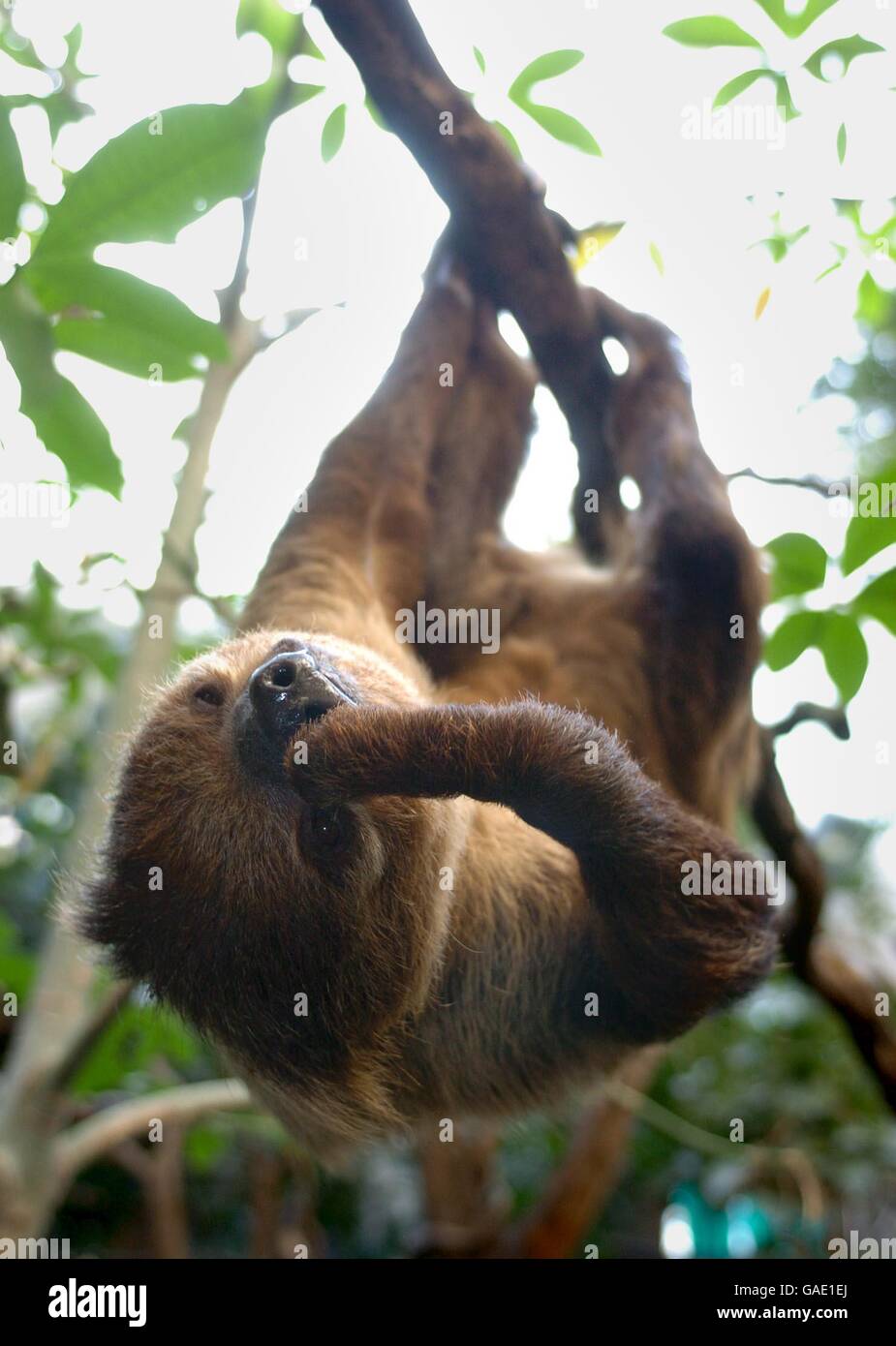 A Sloth at London Zoo's Clore Rainforest environment. Animals at the ...