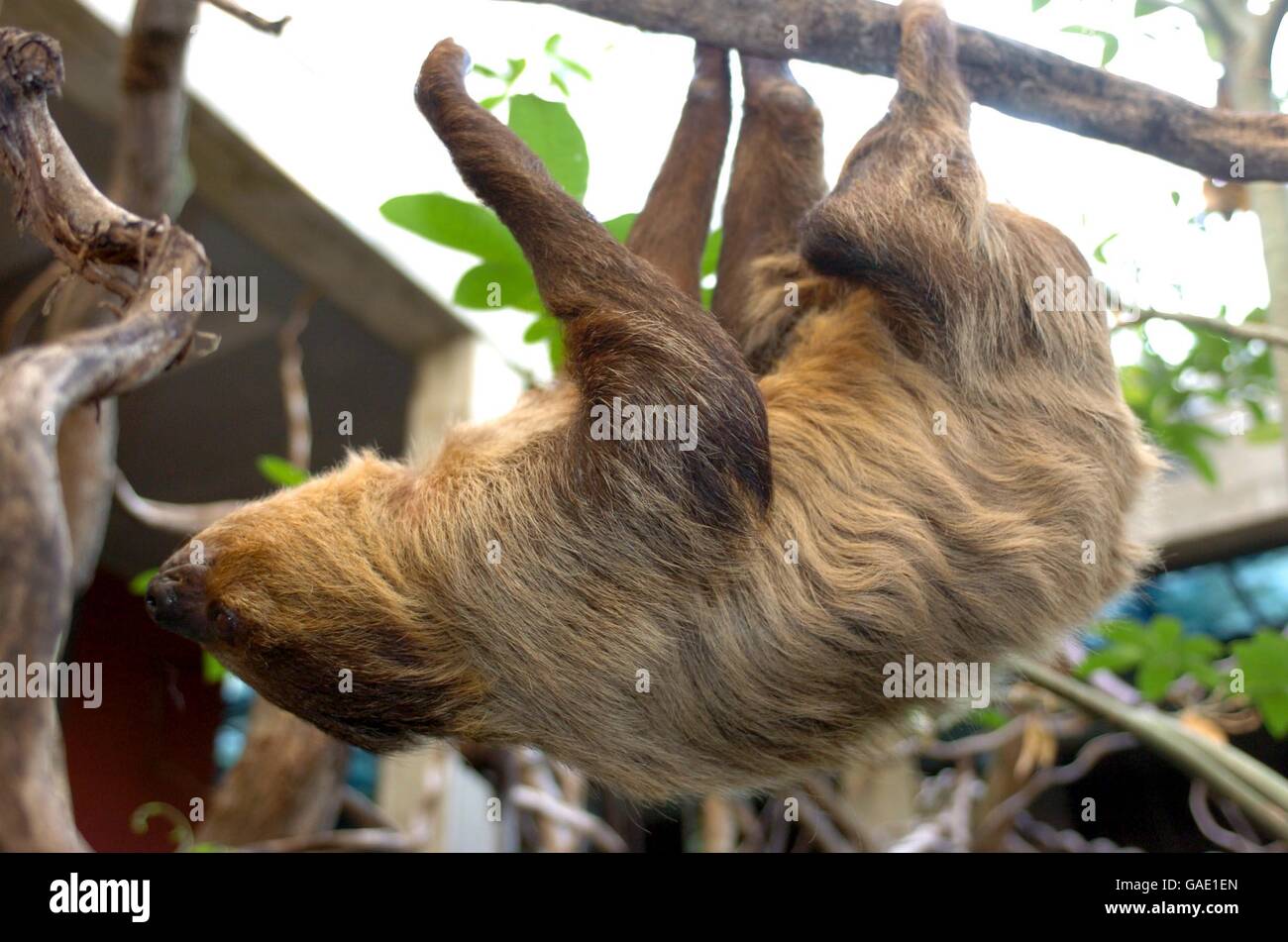 A Sloth at London Zoo's Clore Rainforest environment. Animals at the ...