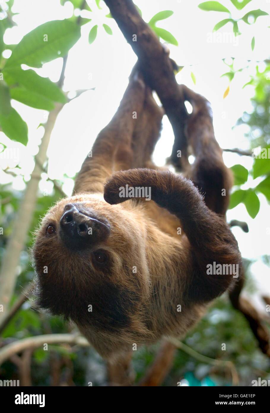 A Sloth at London Zoo's Clore Rainforest environment. Animals at the ...