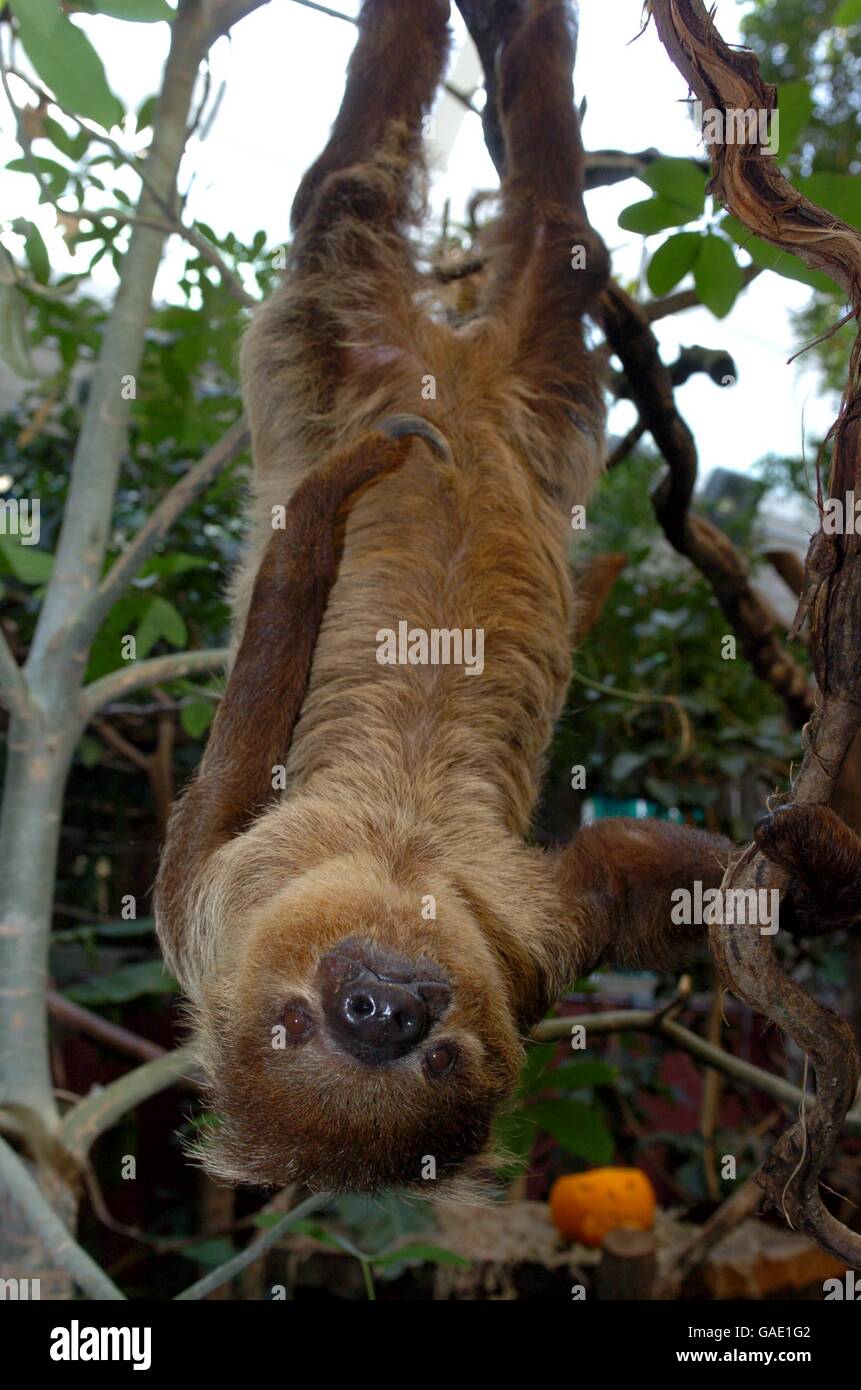 At london zoos clore rainforest hi-res stock photography and images - Alamy