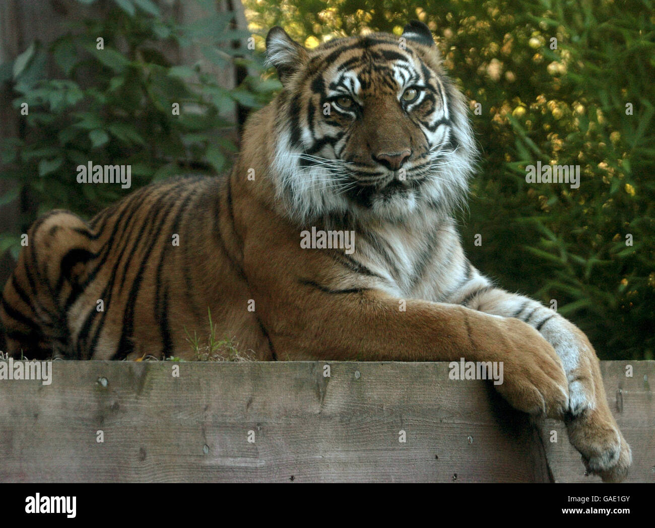 Stock, Animal, Sumatran Tiger. A Sumatran Tiger at London Zoo Stock ...