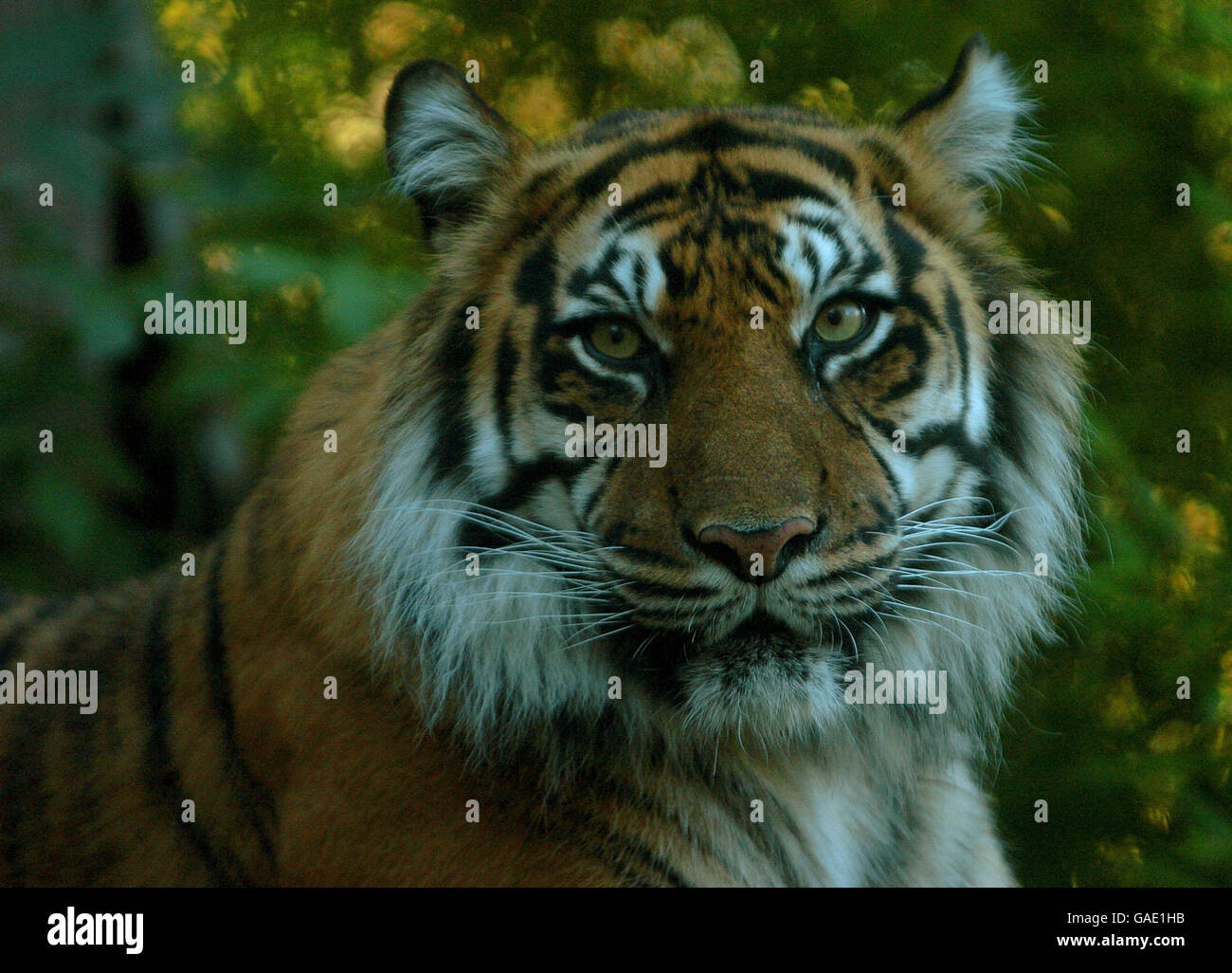 Stock - Animal - Sumatran Tiger. A Sumatran Tiger at London Zoo Stock ...