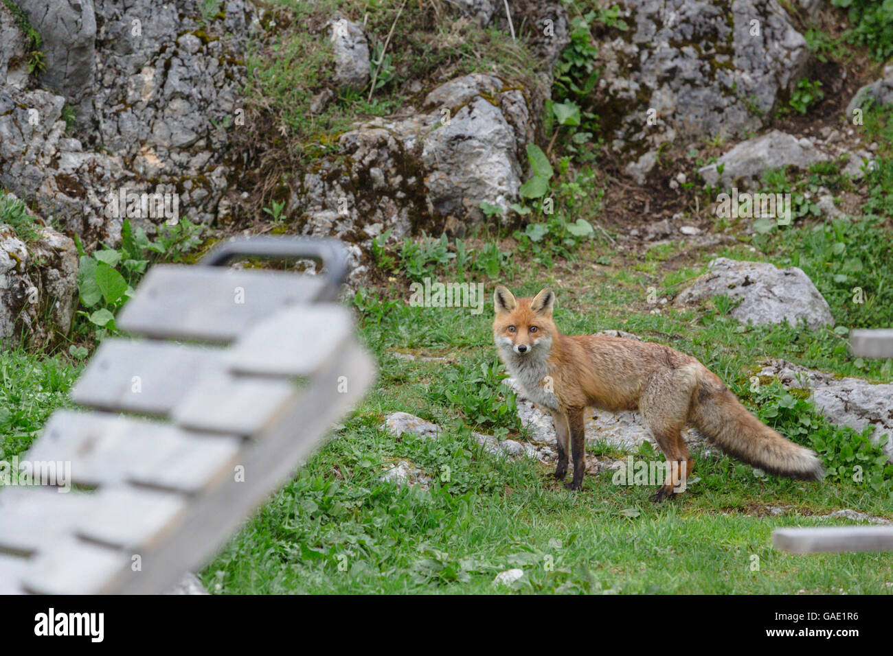 Red Fox near human, Vulpes Vulpes, Mammal, Predator, Ennstalerhütte ...
