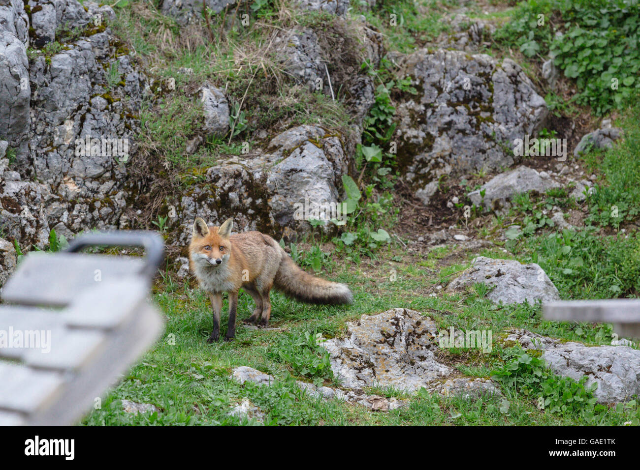 Red Fox near human, Vulpes Vulpes, Mammal, Predator, Ennstalerhütte ...