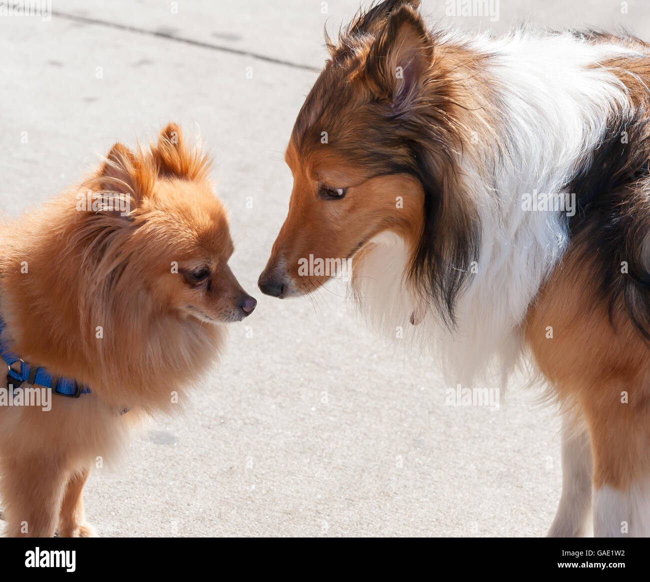 two dogs in a friendly encounter Stock Photo - Alamy
