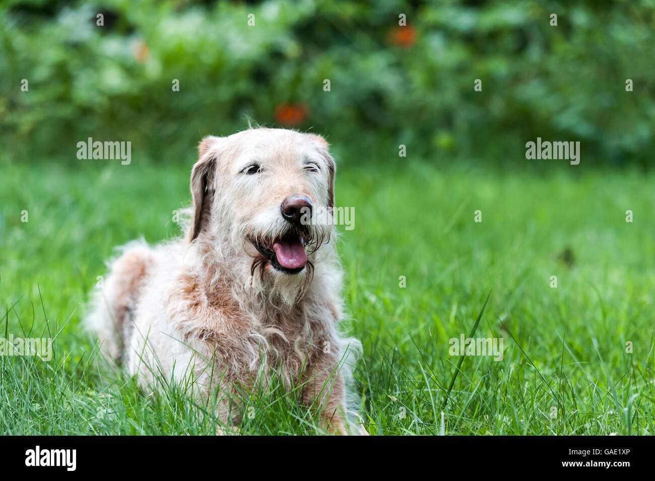 happy backyard dog Stock Photo - Alamy