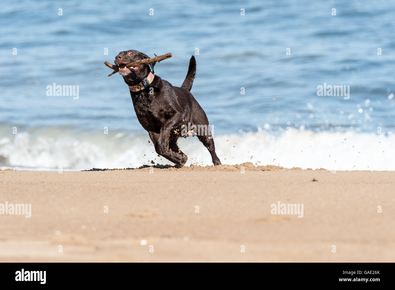 Labrador dog stick on beach hi-res stock photography and images - Alamy