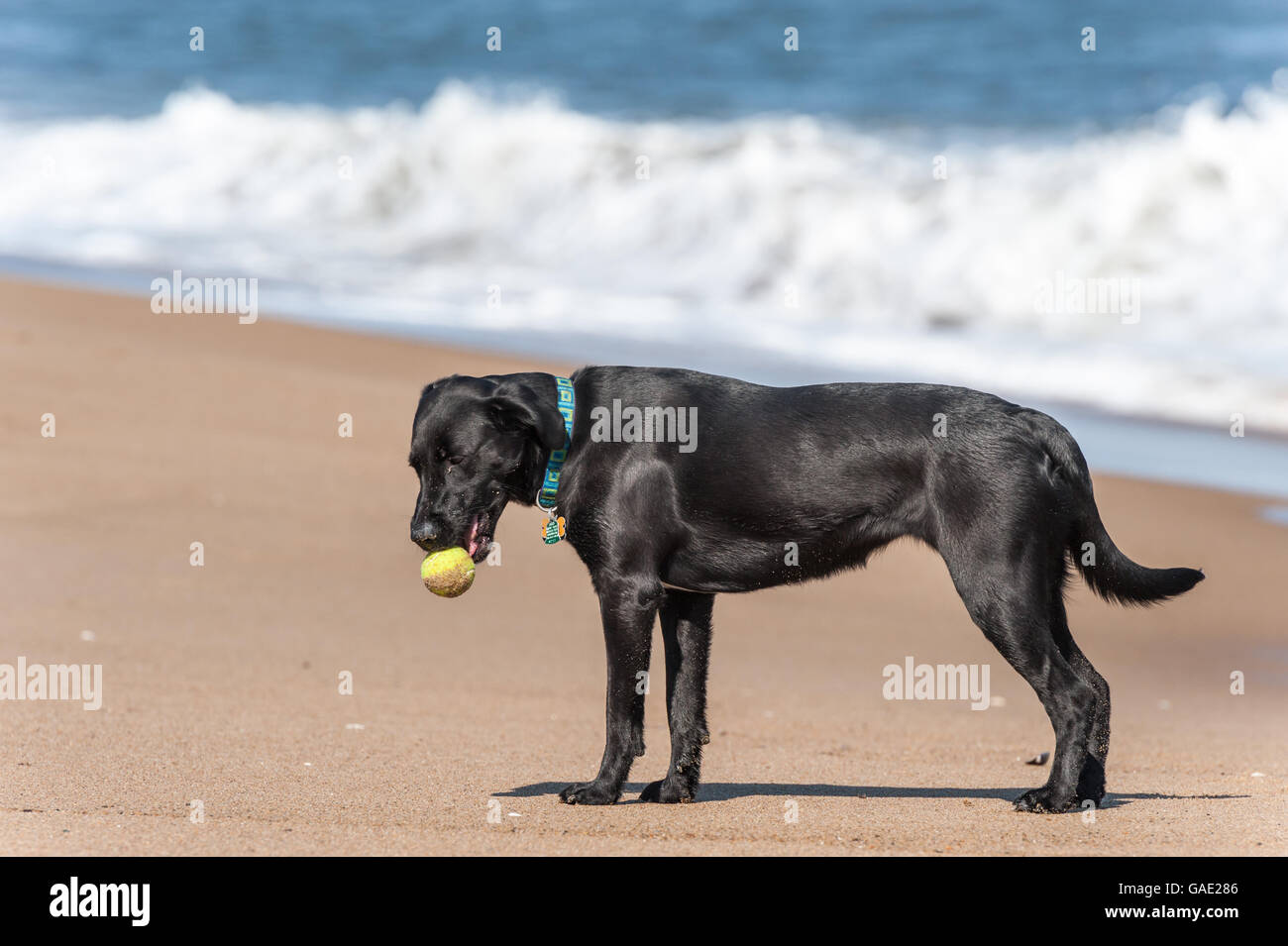 dog playing catch on the beach Stock Photo - Alamy