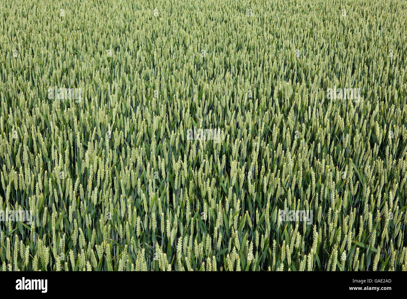 A natural background image with the patterns and textures of a green ...