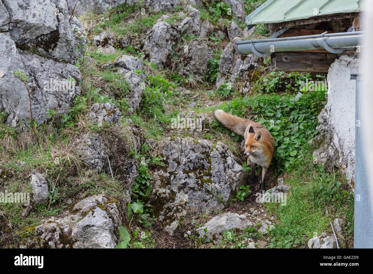 Red Fox near human, Vulpes Vulpes, Mammal, Predator, Ennstalerhütte ...