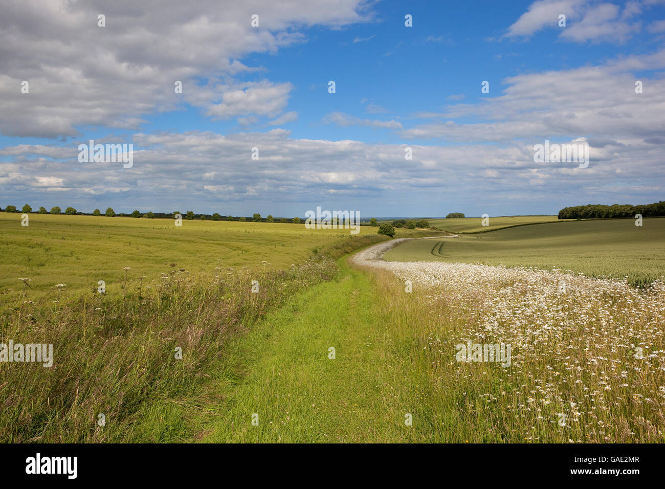 A grassy bridleway and footpath with wildflowers grown for conservation ...