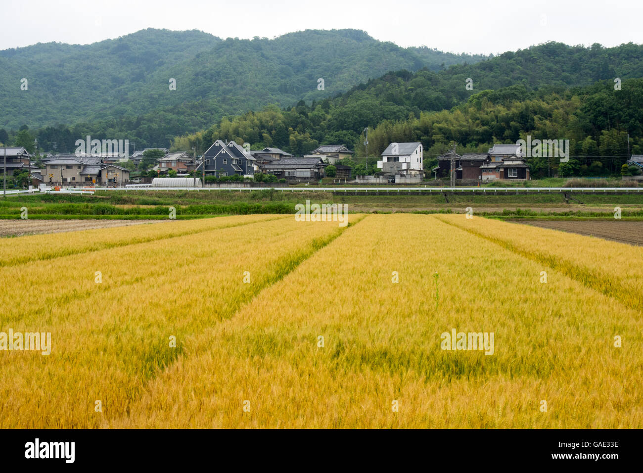 Mature rice fields in Japan Stock Photo - Alamy