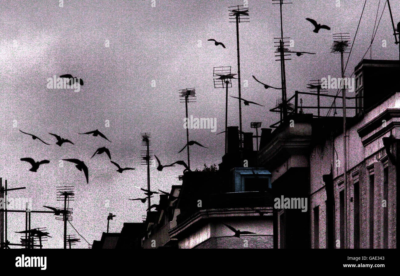 Pigeons circle around television aerials on buildings in Upper ...