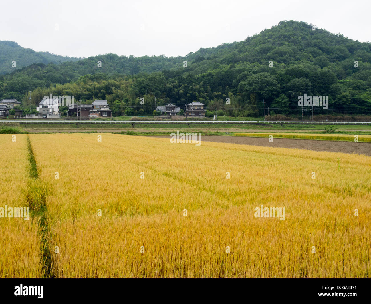 Mature rice fields in Japan Stock Photo - Alamy