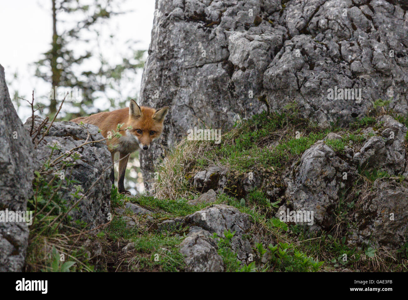 Alpine predator hi-res stock photography and images - Alamy