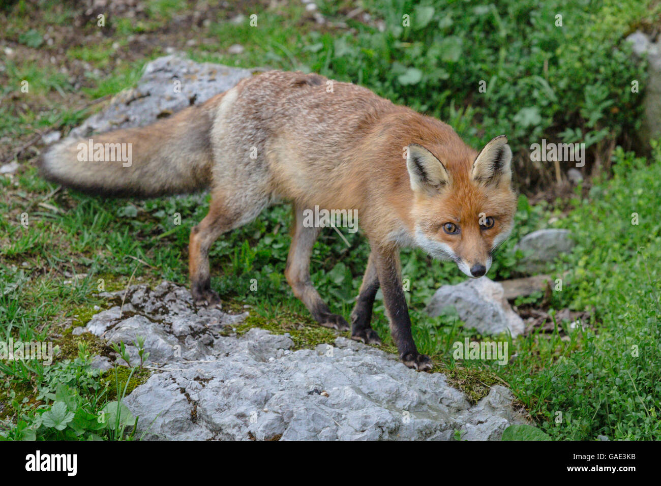 Cute fox and human hi-res stock photography and images - Alamy