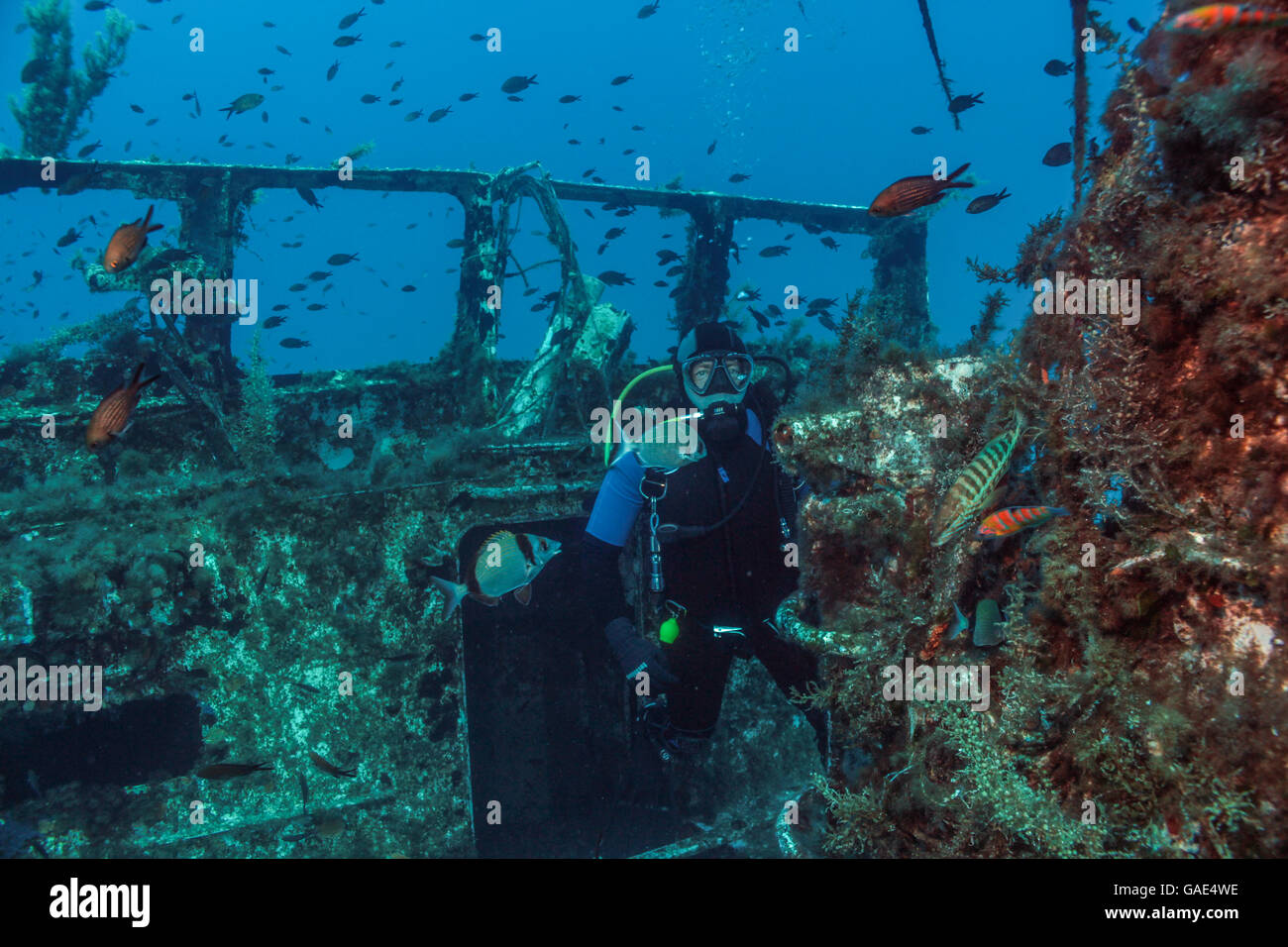 A diver explores the bridge of the sunken patrol boat the P 29 ...
