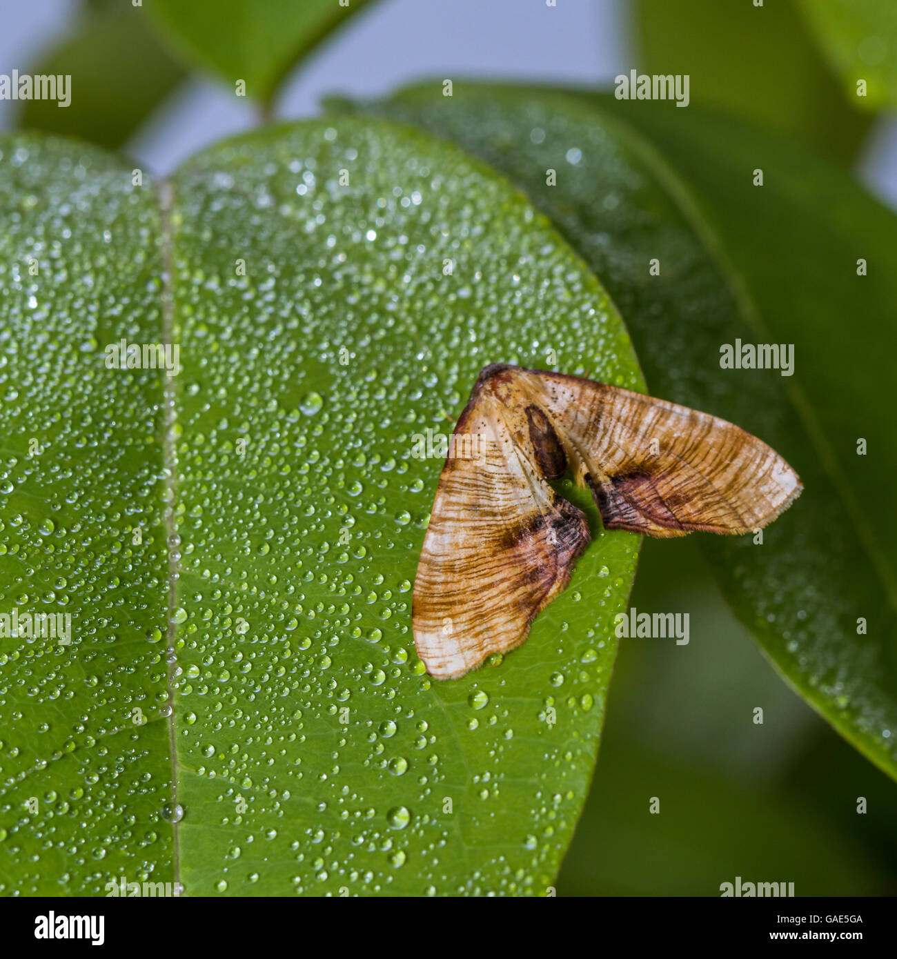 Scorched Wing moth on a raindrop covered leaf Stock Photo - Alamy