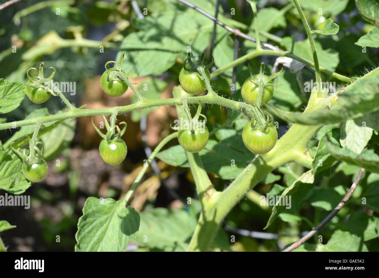 Small vine hi-res stock photography and images - Alamy