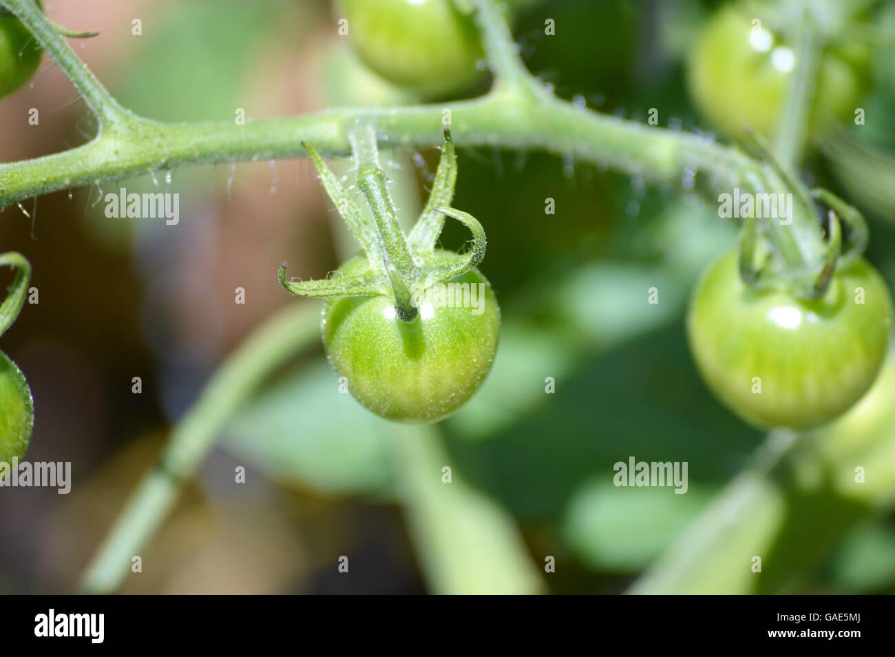 Small vine hi-res stock photography and images - Alamy