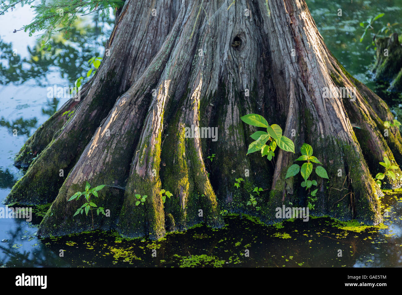 Baldcypress taxodium distichum hi-res stock photography and images - Alamy