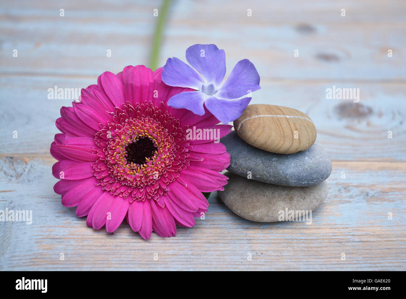 three zen cairn stones on a wooden background with a daisy and ...
