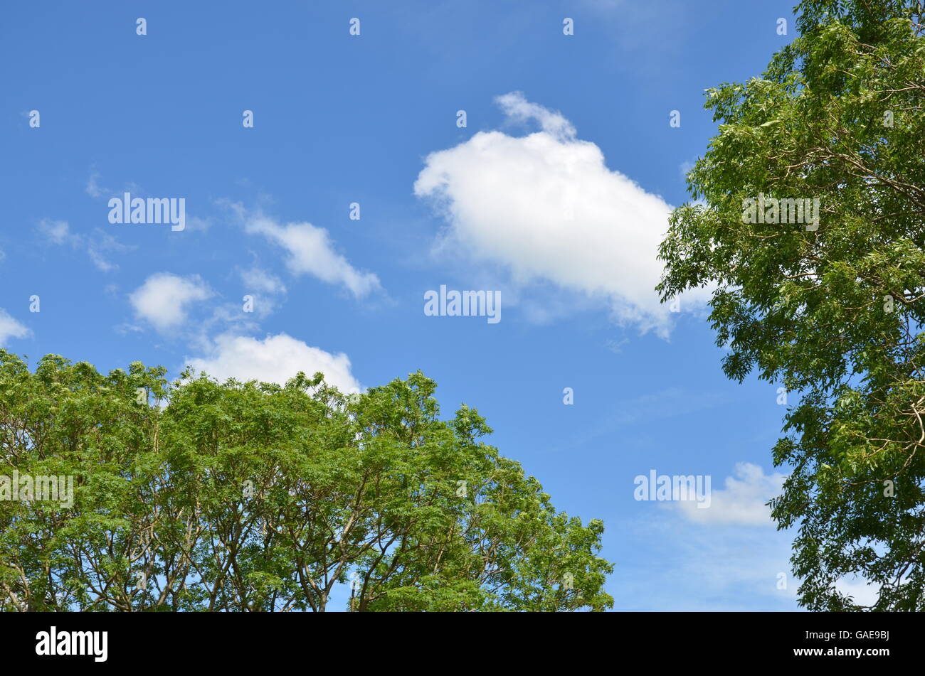 Tall green trees against blue sky with sun hi-res stock photography and ...