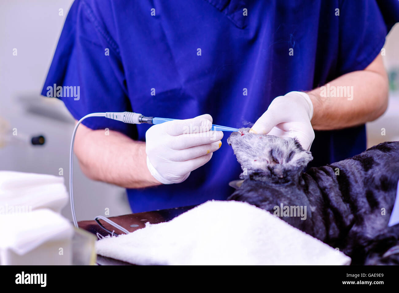 Unrecognizable vet removing tick at a dogs ear Stock Photo - Alamy