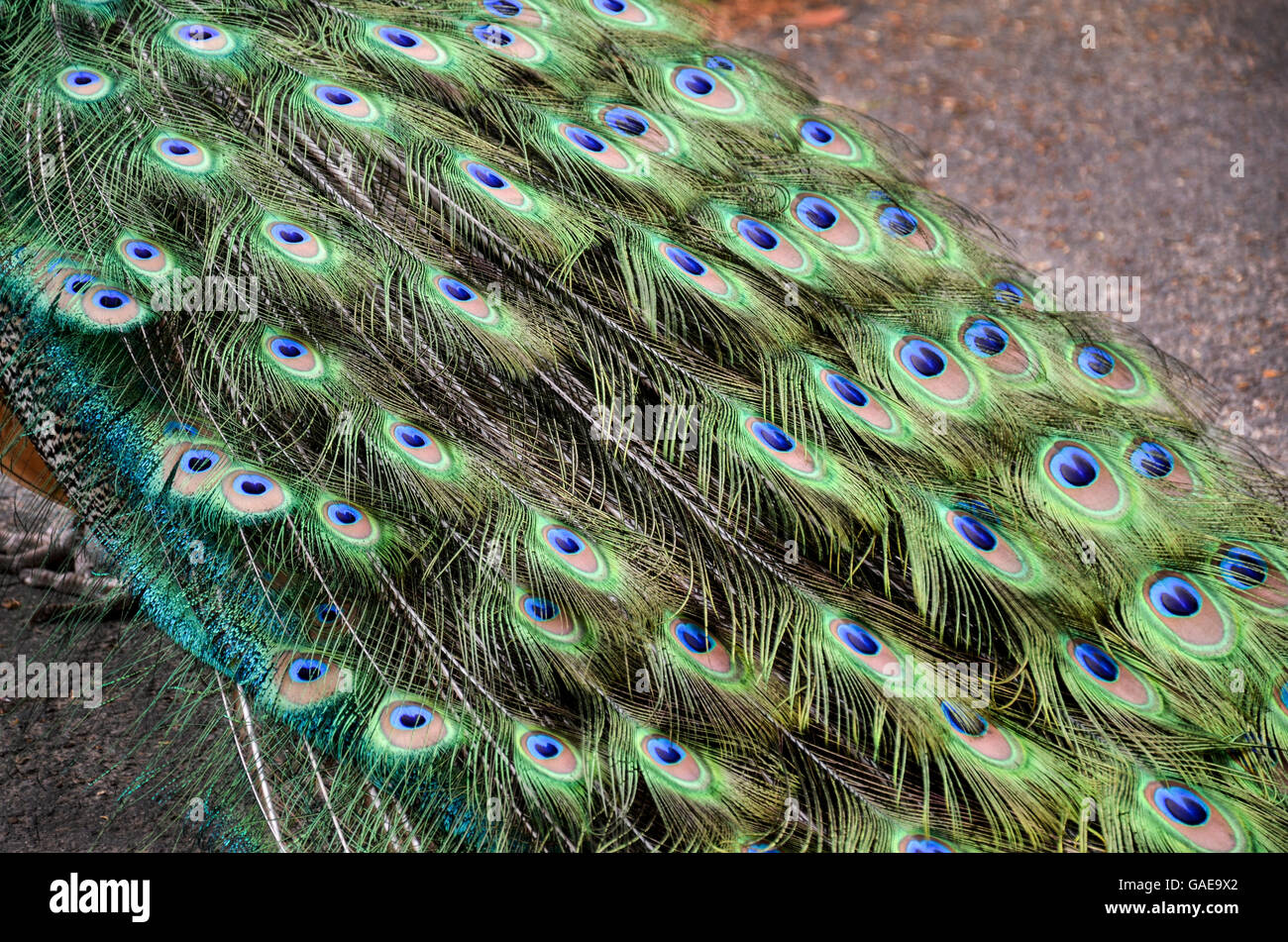 Single peacock feather hi-res stock photography and images - Alamy