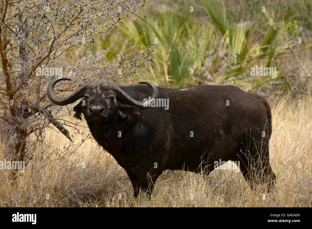 African buffalo syncerus side view hi-res stock photography and images ...