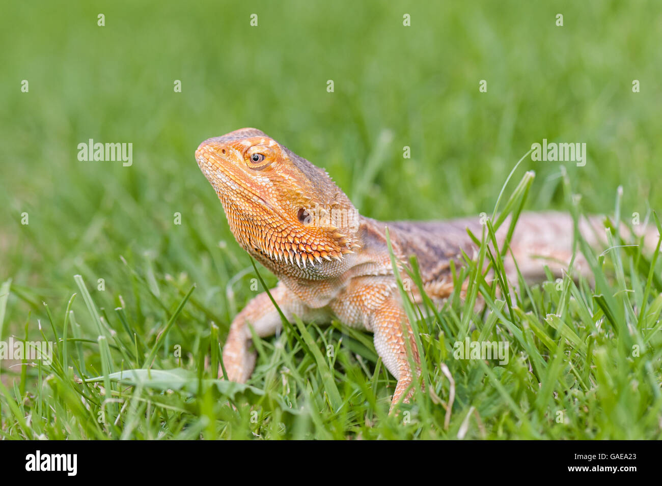bearded dragon running free in grass Stock Photo - Alamy