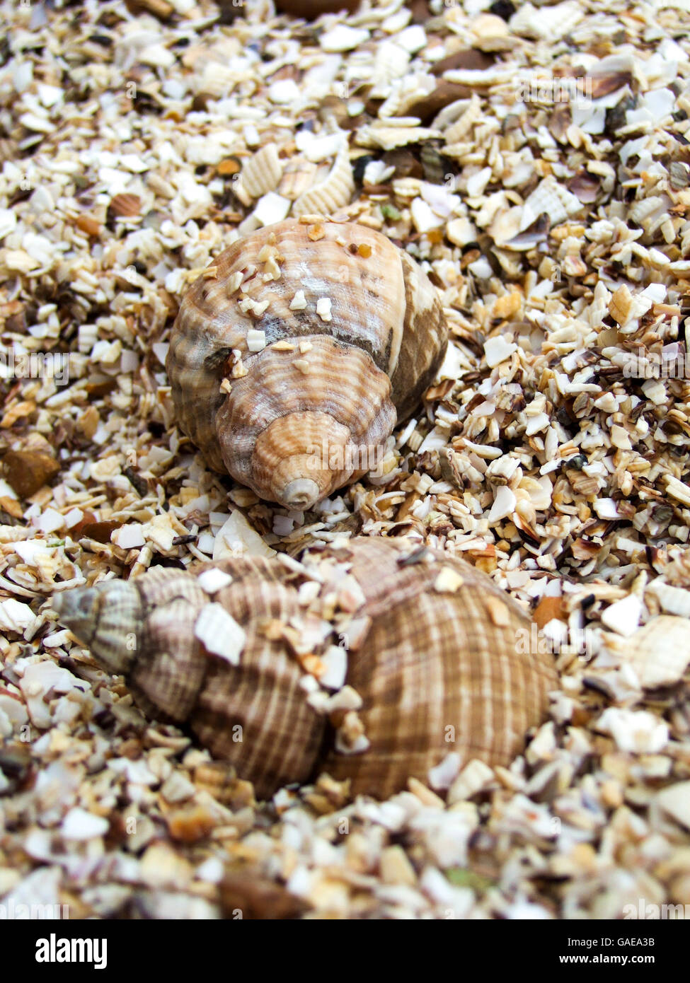 Shells on the beach Stock Photo - Alamy