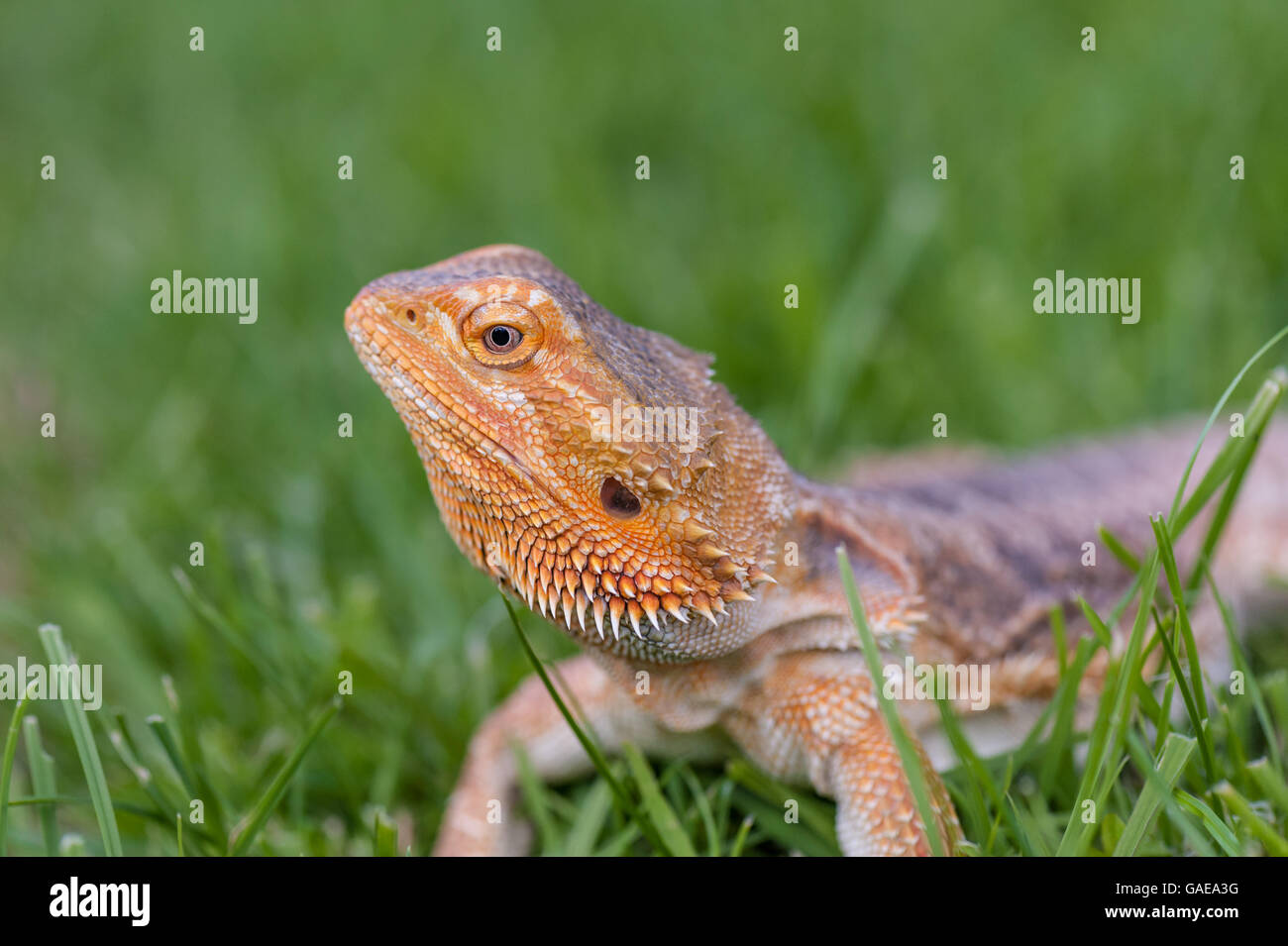 Bearded dragon running hi-res stock photography and images - Alamy