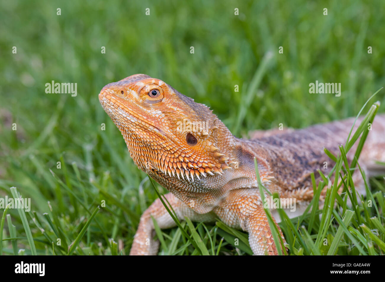 bearded dragon running free in grass Stock Photo - Alamy