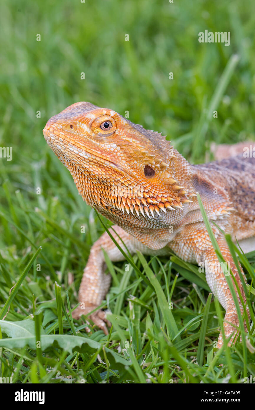 Bearded dragon running hi-res stock photography and images - Alamy