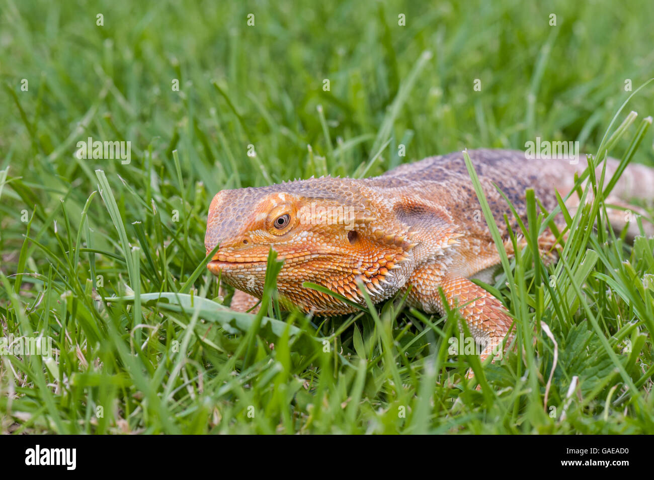 bearded dragon running free in grass Stock Photo - Alamy