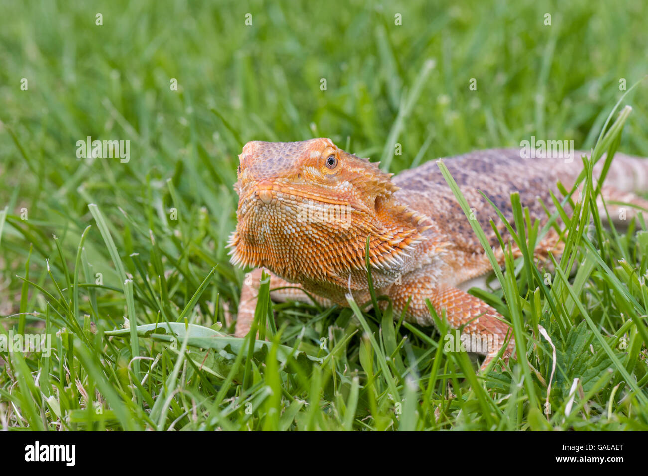 Bearded dragon running hi-res stock photography and images - Alamy